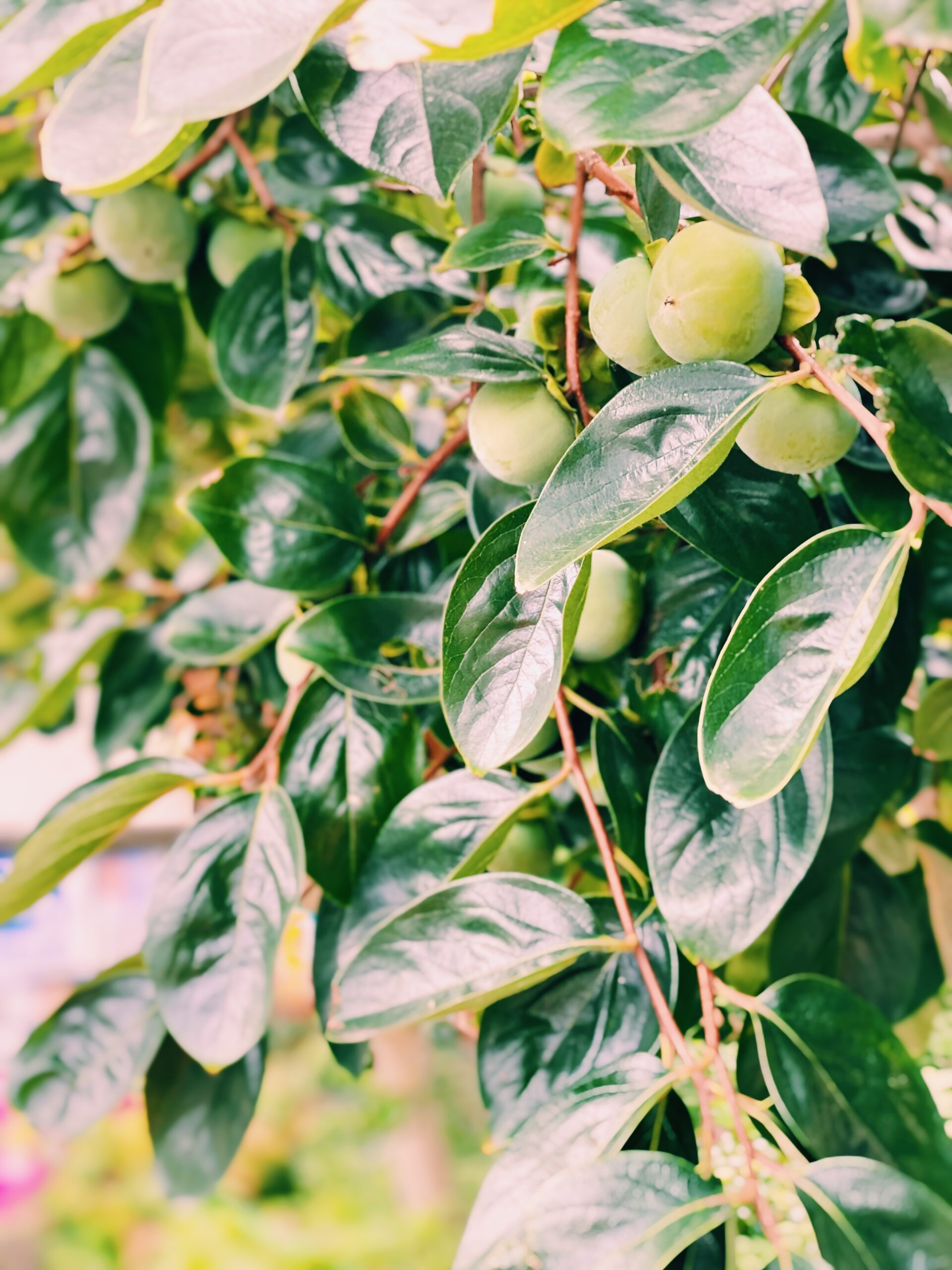 「PathCodeBASE」OPEN | Path Code